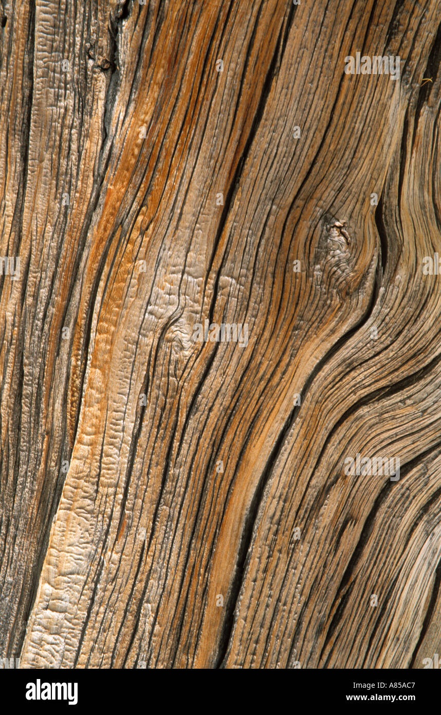 wood patterns in western larch Stock Photo - Alamy