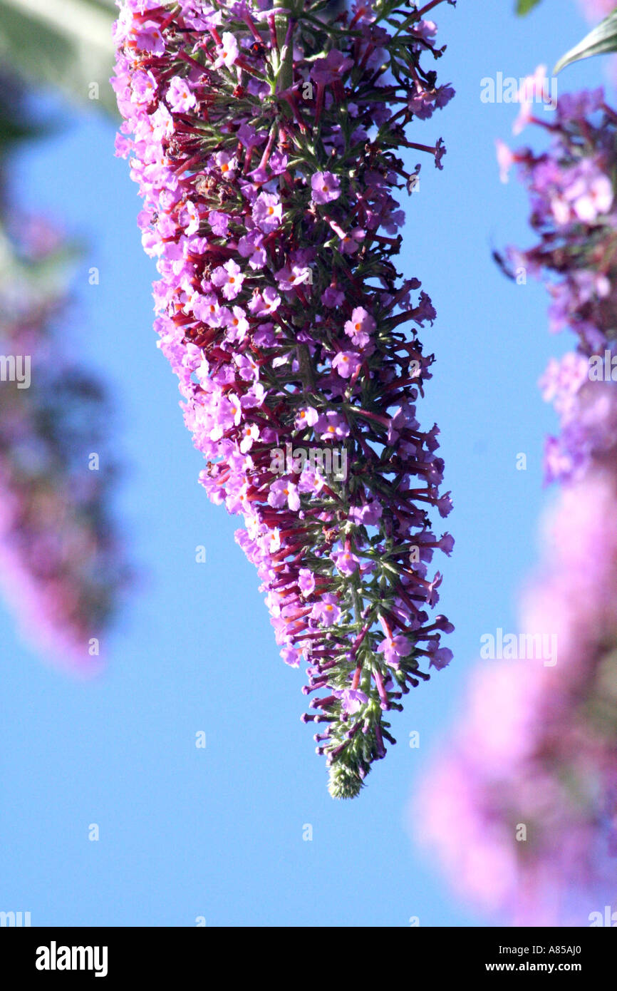 lilac stems in summer Stock Photo - Alamy