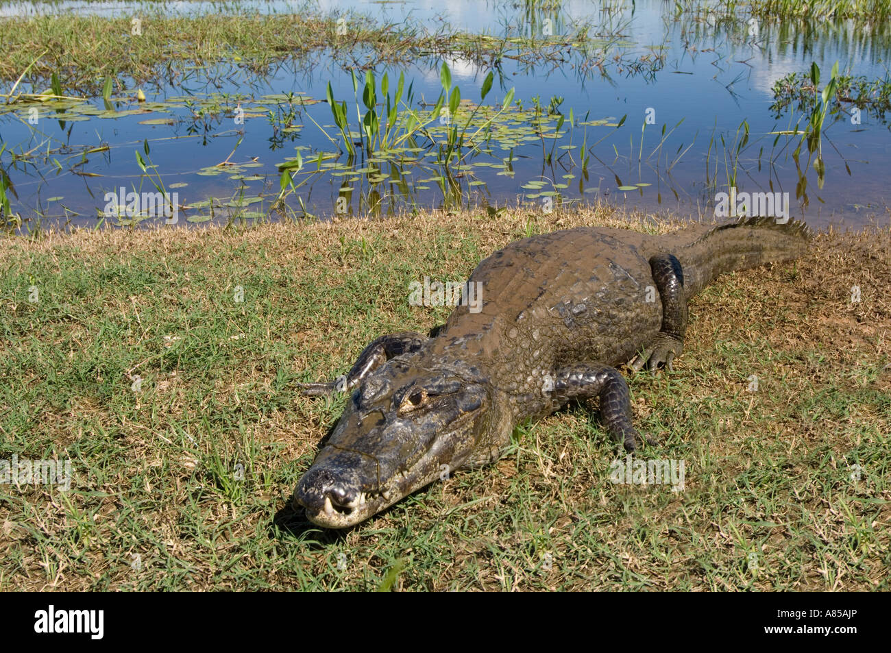 The spectacled caiman (Caiman crocodilus) is one of five caiman species ...