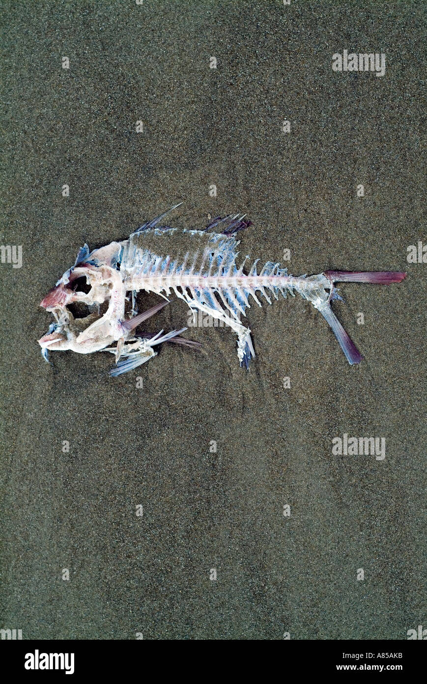 Snapper skeleton hi-res stock photography and images - Alamy