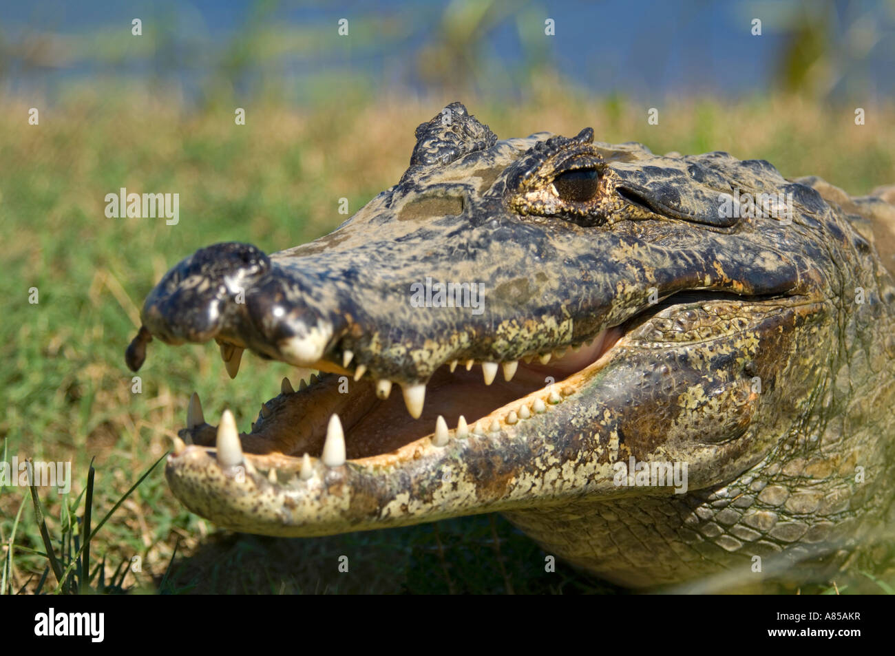 Close up view of a spectacled caiman (Caiman crocodilus) which is one ...