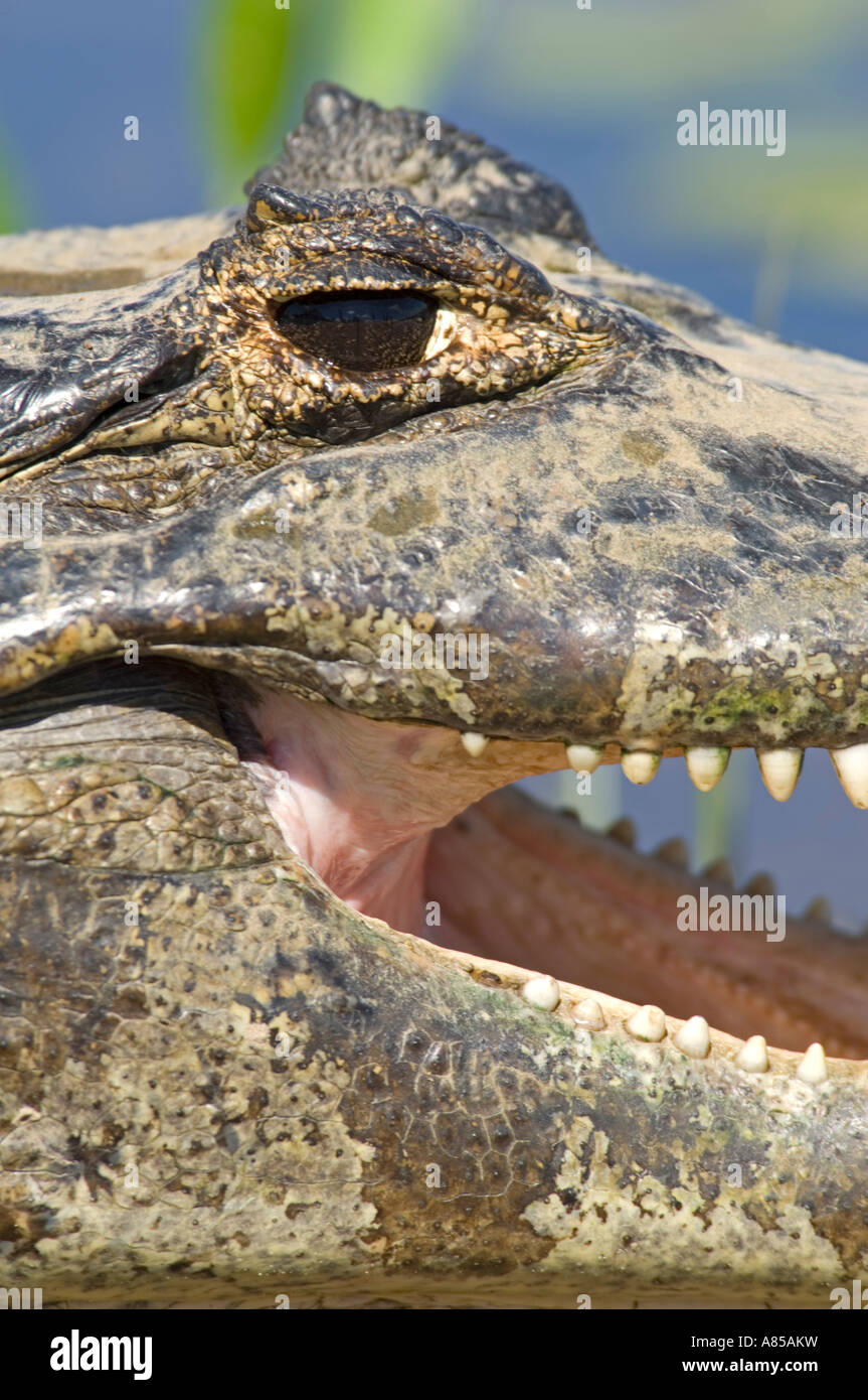 Close up view of a spectacled caiman (Caiman crocodilus) which is one ...