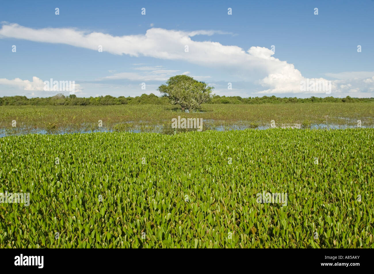A typical landscape view of the Pantanal wetlands in Brazil Stock Photo ...