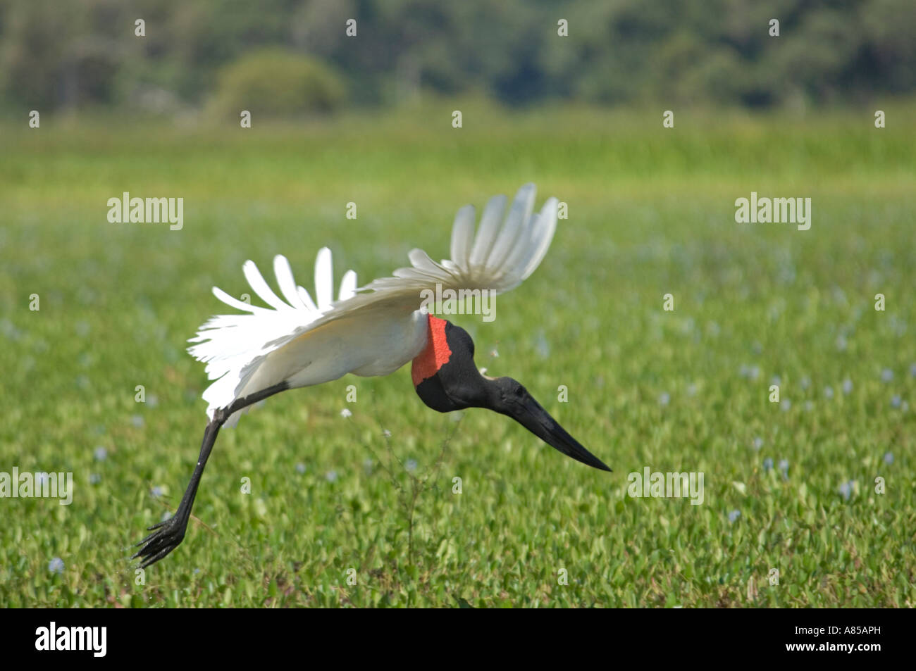 The Jabiru (Jabiru mycteria) - an endangered bird species in flight in ...