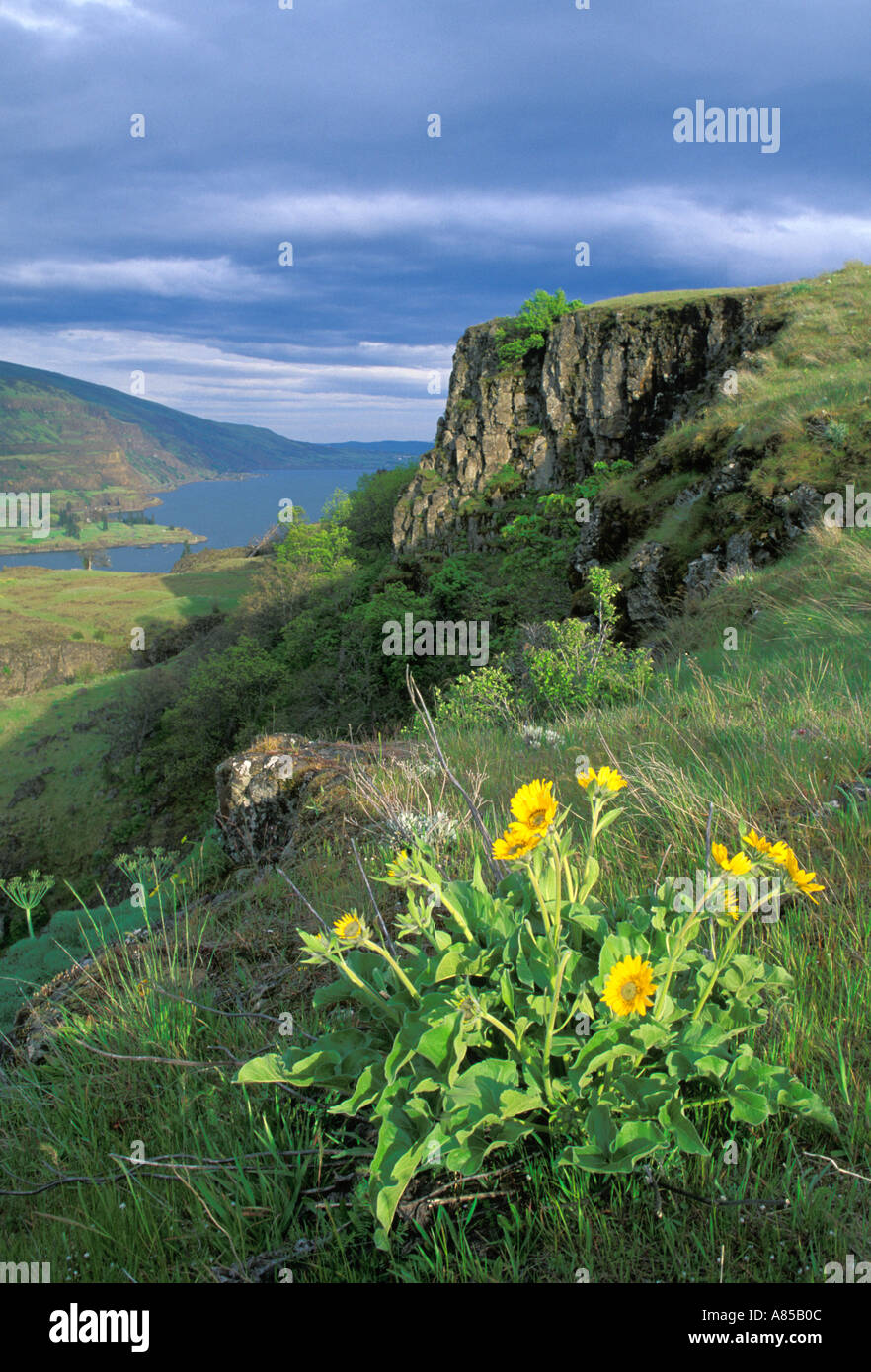 Balsamroot overlooking Columbia River Mayer State Park The Dalles ...