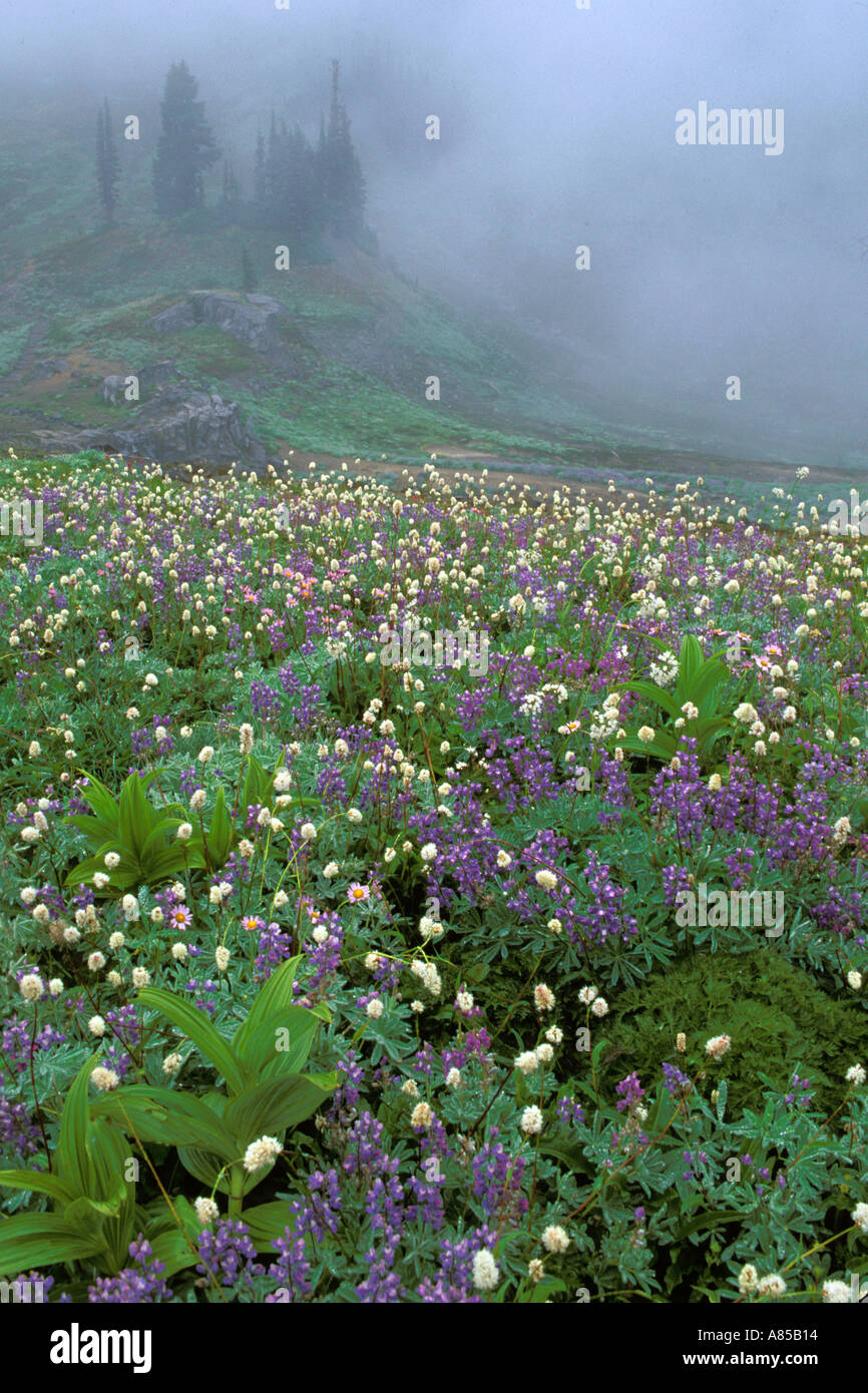 Subalpine wildflower meadow Edith Creek Basin Paradise Mount Rainier ...