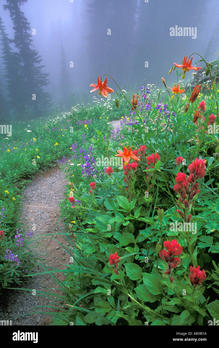Trail through subalpine wildflowers Indian Henrys Hunting Ground Mount ...