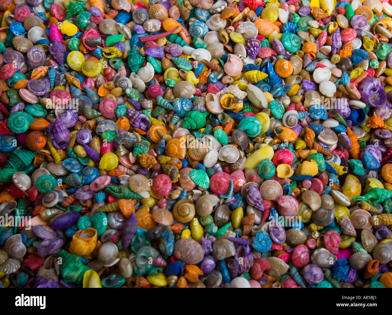 Assortment of sea shells hi-res stock photography and images - Alamy