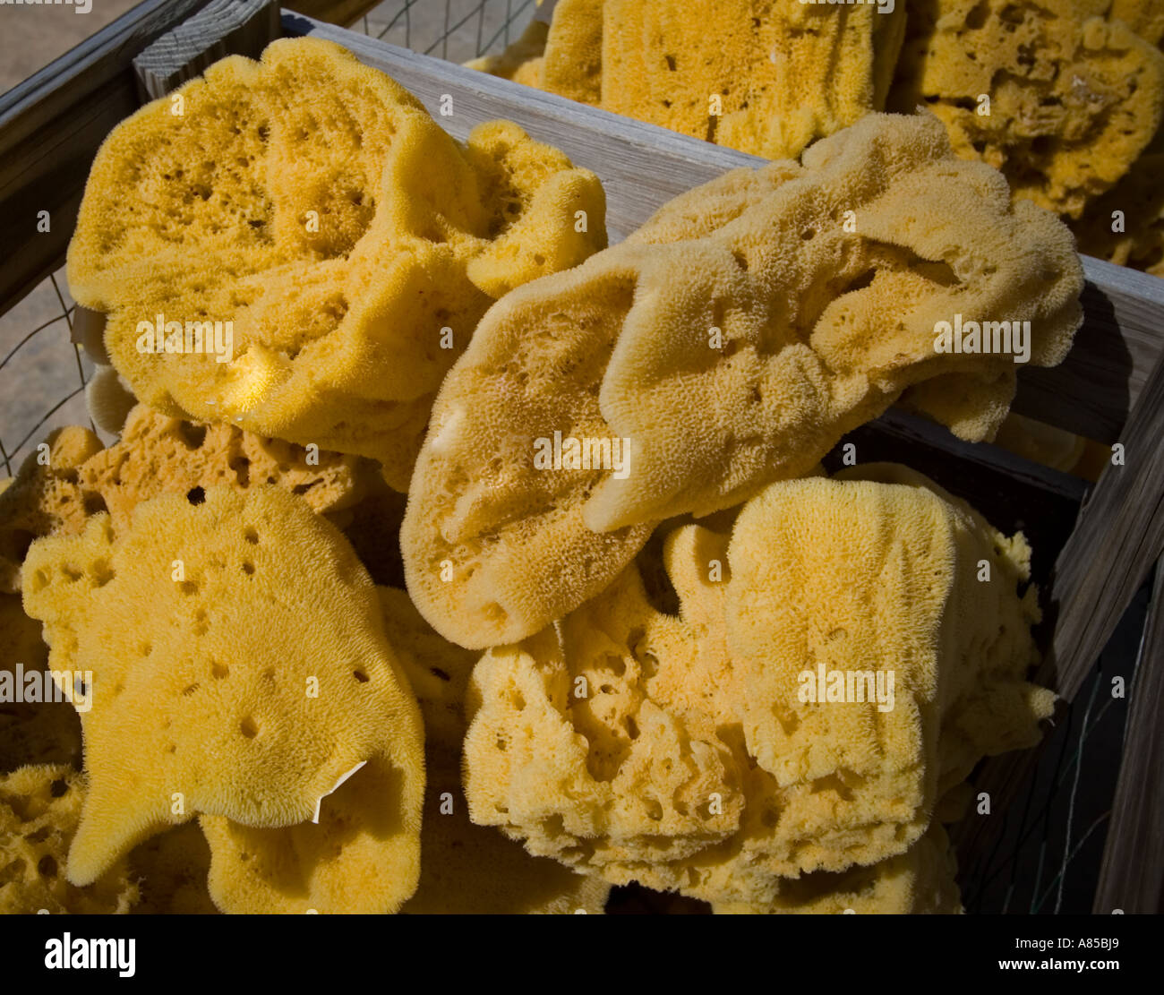 Sponges animal hi-res stock photography and images - Alamy