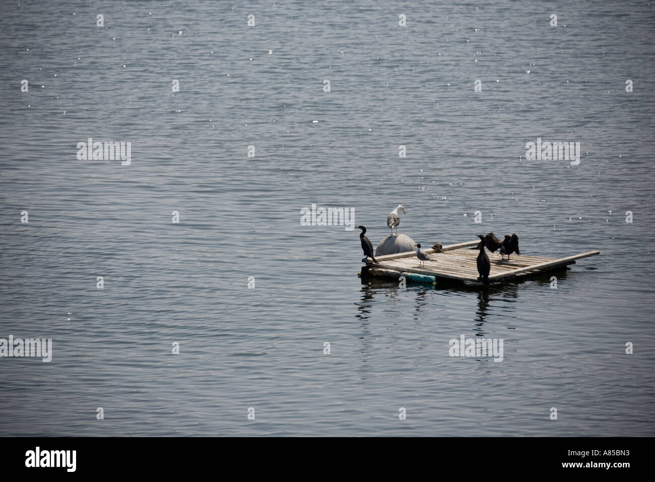 Birds on a raft Stock Photo - Alamy