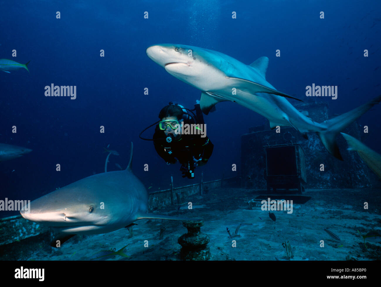 Scuba diving with stuart cove hi-res stock photography and images - Alamy