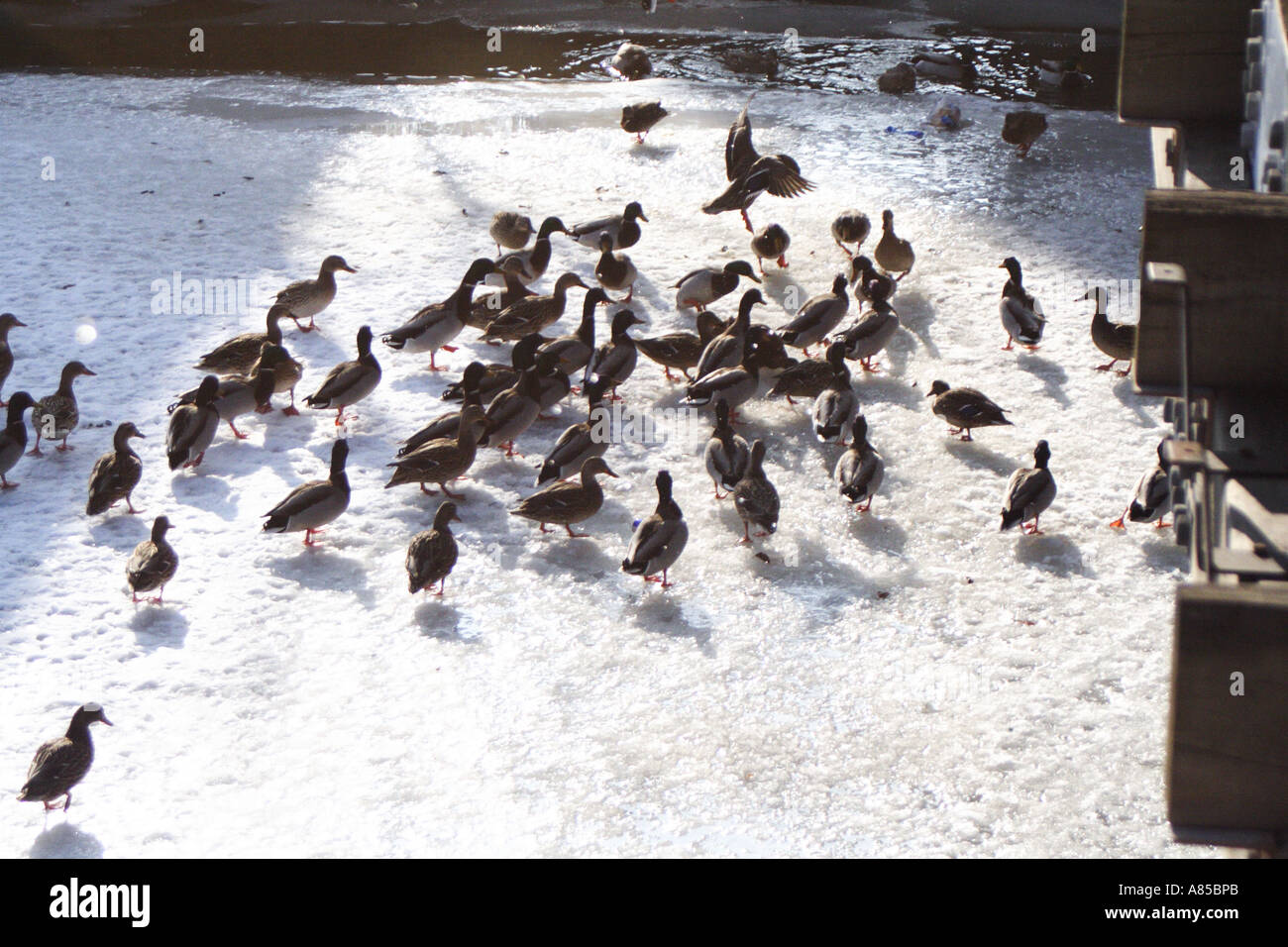 Ducks on the ice Stock Photo - Alamy