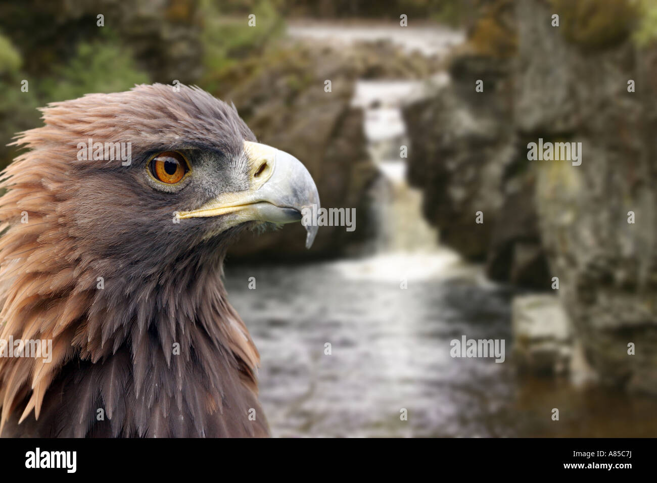 Golden Eagle watching over a waterfall, scotland Stock Photo - Alamy