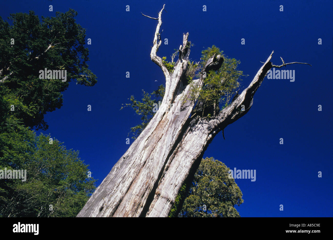 3000 years old sacred tree in Ali shan mountain Taiwan Stock Photo - Alamy