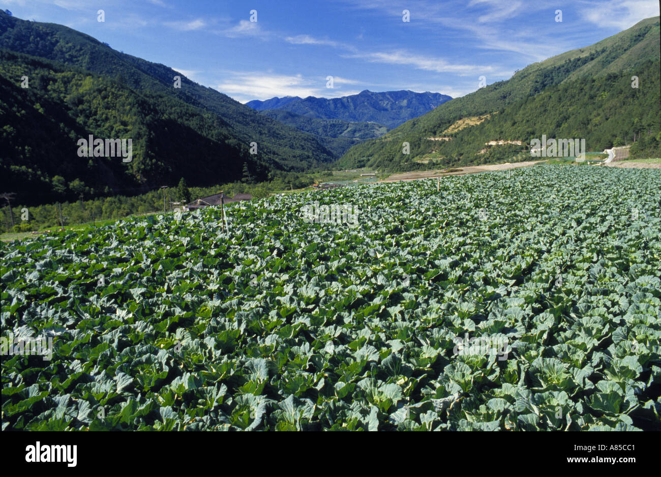 Taroko tienhsiang hi-res stock photography and images - Alamy