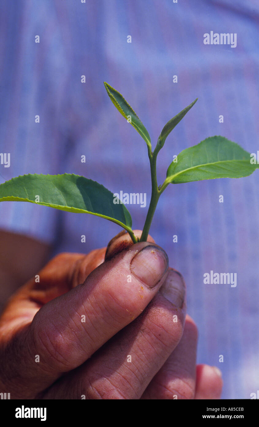 Hand picked tea leave Taiwan Stock Photo - Alamy