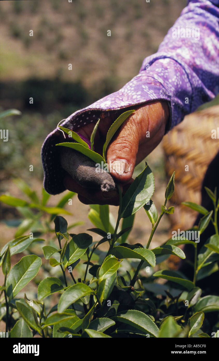 Hand picked tea leave Taiwan Stock Photo - Alamy