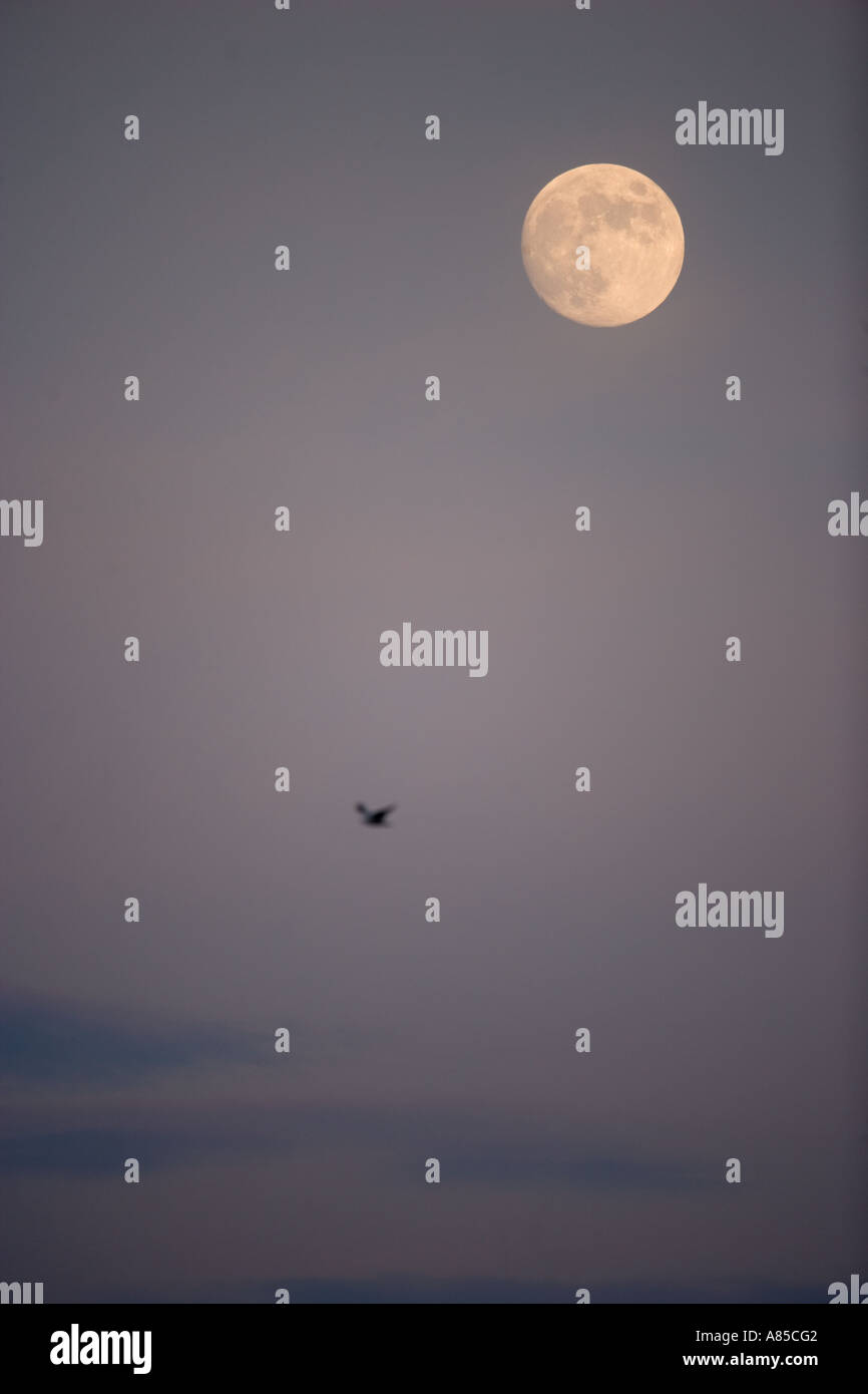 Moon in early evening sky over Chesapeake Bay Virginia Beach VA Stock ...