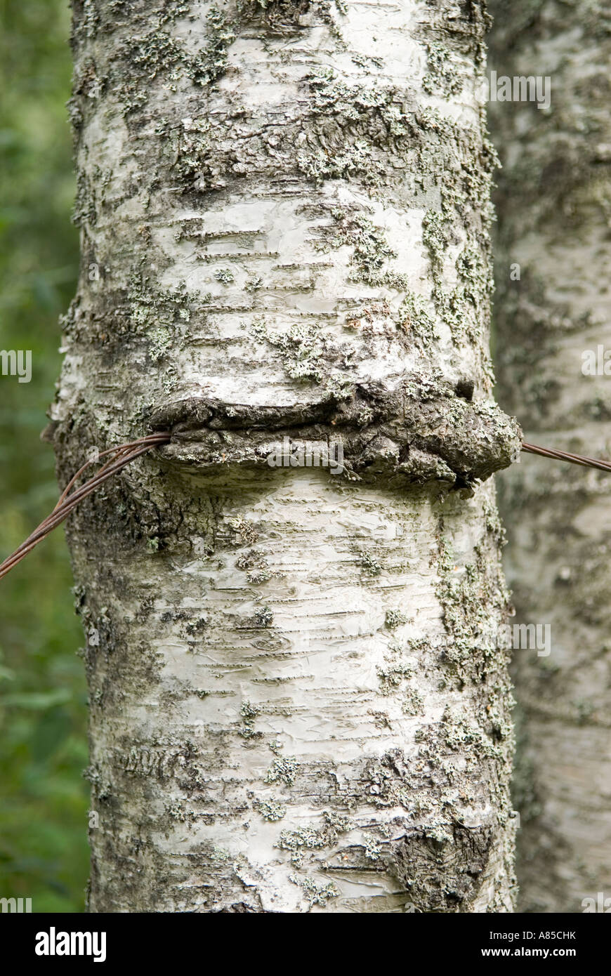 Injure birch tree Stock Photo - Alamy