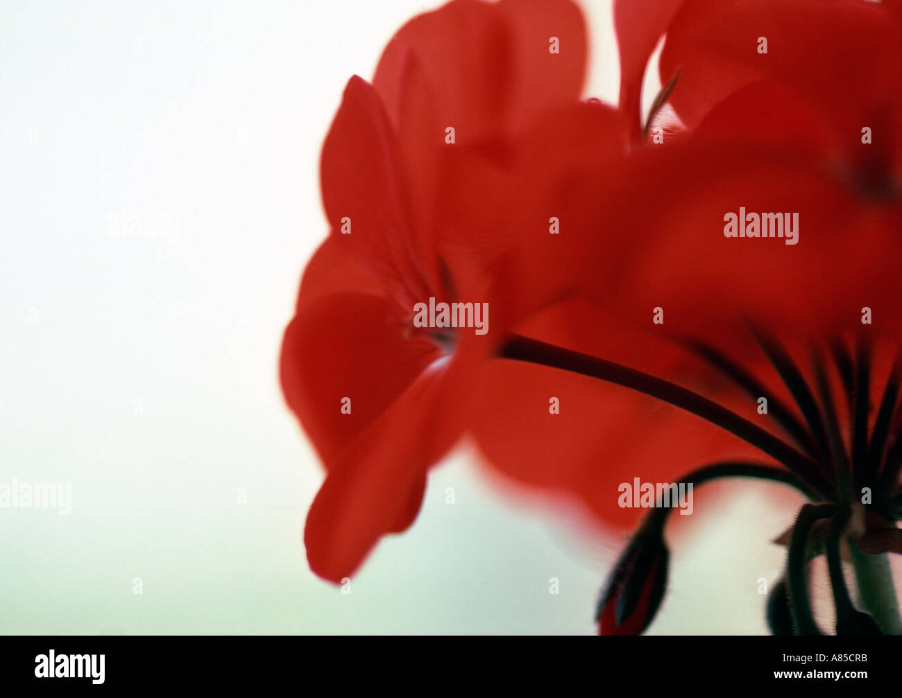 Flowers in studio Stock Photo - Alamy