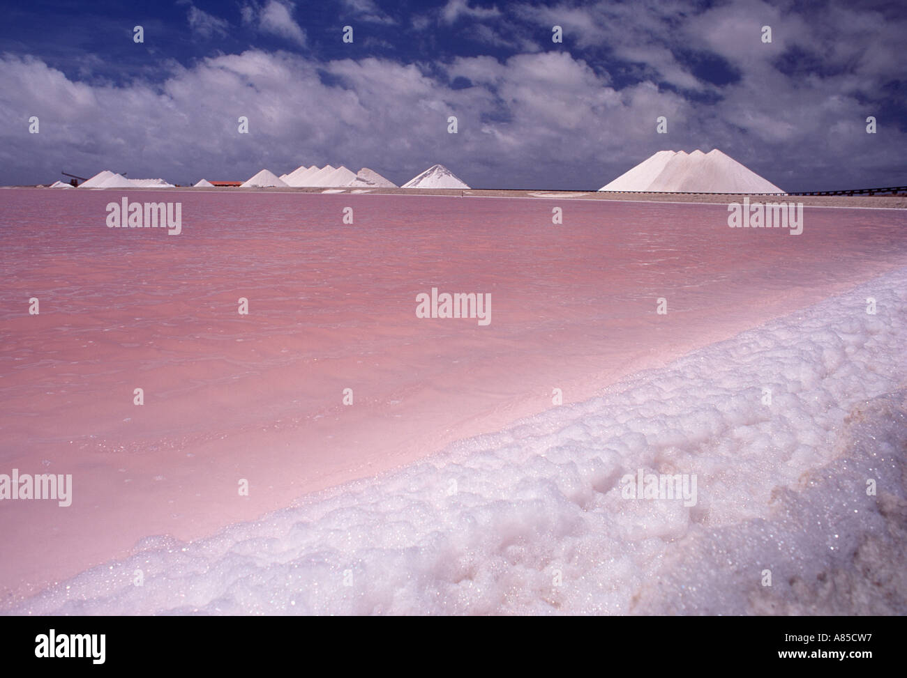 Bonaire solar salt ponds at pink stage Stock Photo - Alamy