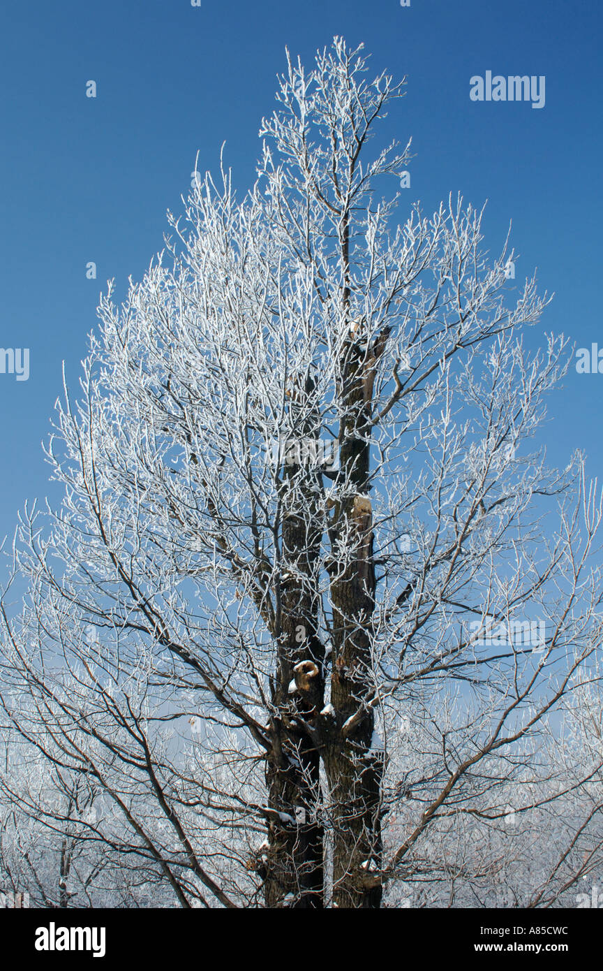 Truncated trees hi-res stock photography and images - Alamy