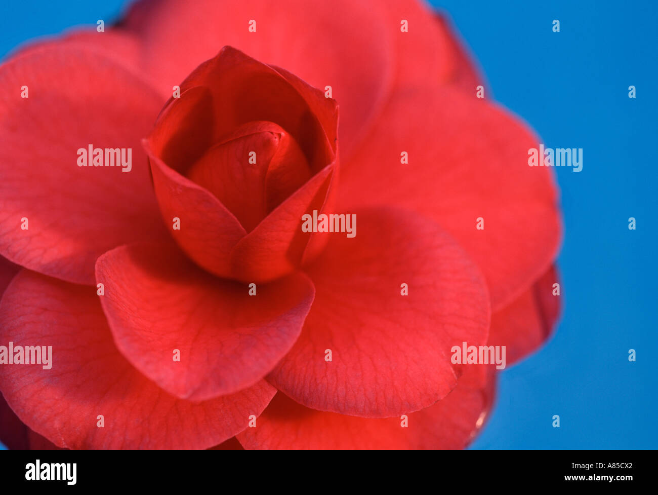 Closeup of red rose floating in water Stock Photo - Alamy