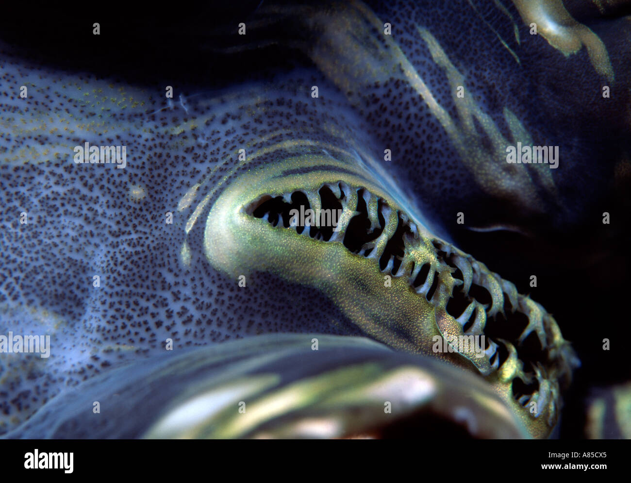 Fiji Taveuni Small White Wall underwater Giant Clam mantle closeup ...