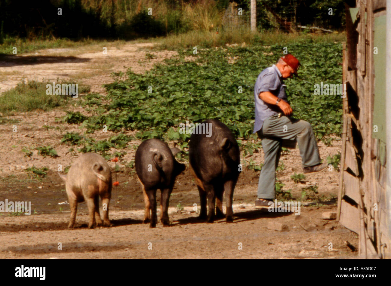 Three little Pigs and farmer on a farm Stock Photo - Alamy