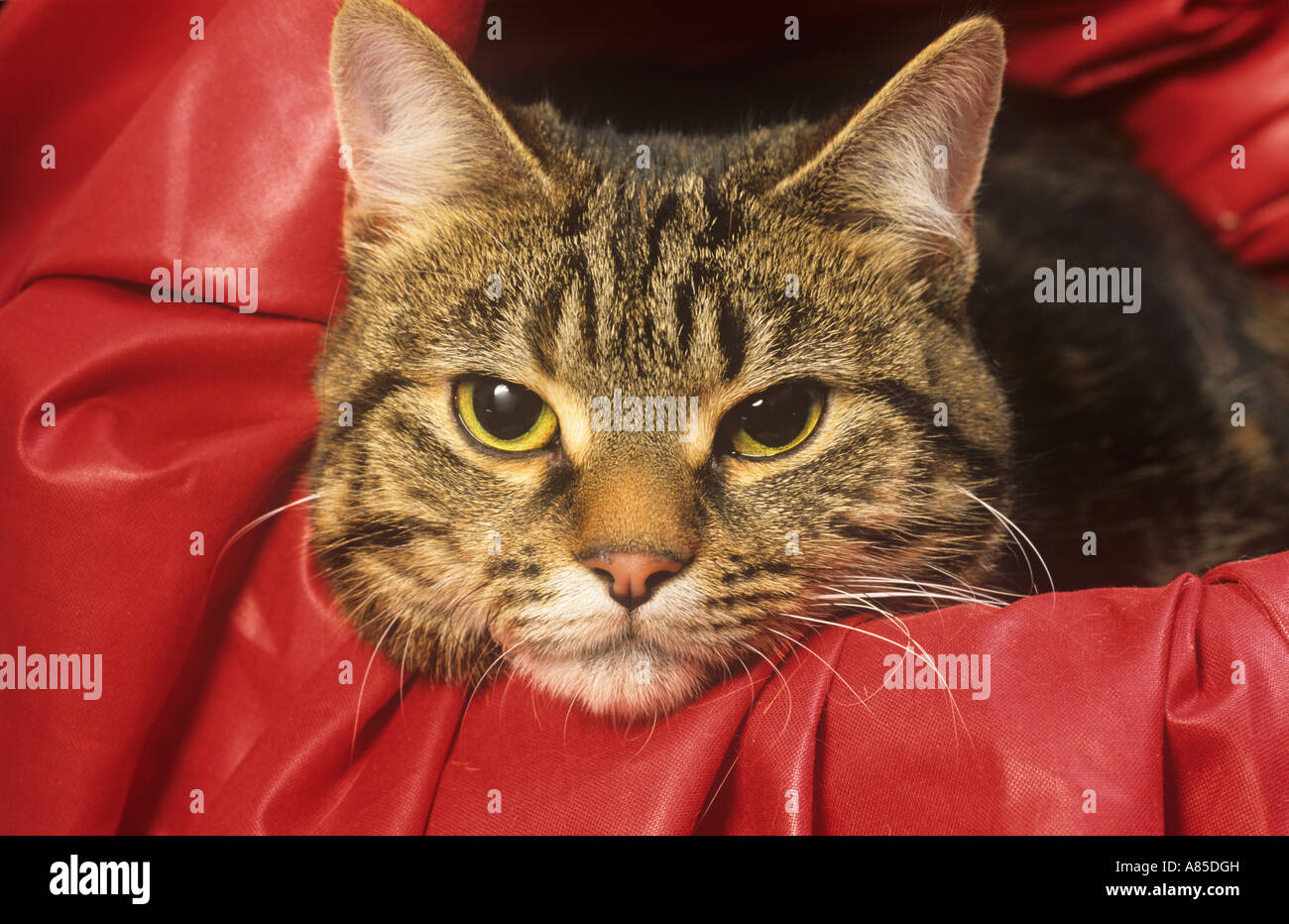 Adult Tabby Cat Portrait Stock Photo - Alamy