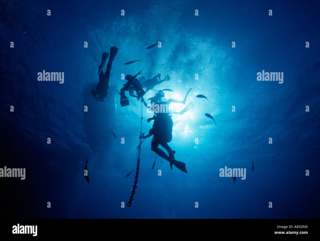 Divers hanging on ascent line doing safety stop Stock Photo - Alamy