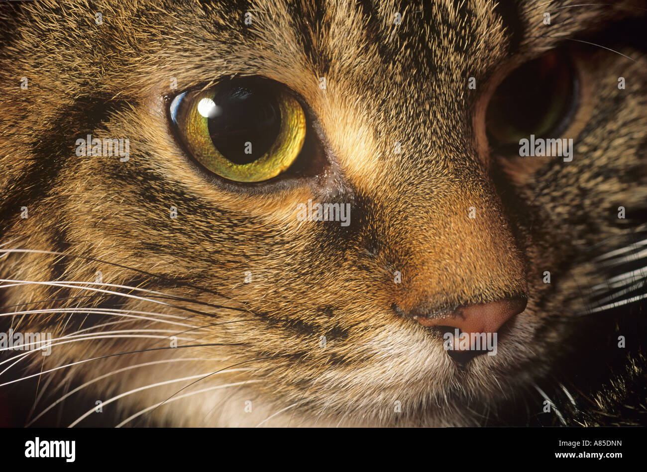 Adult Tabby Cat Portrait Stock Photo - Alamy