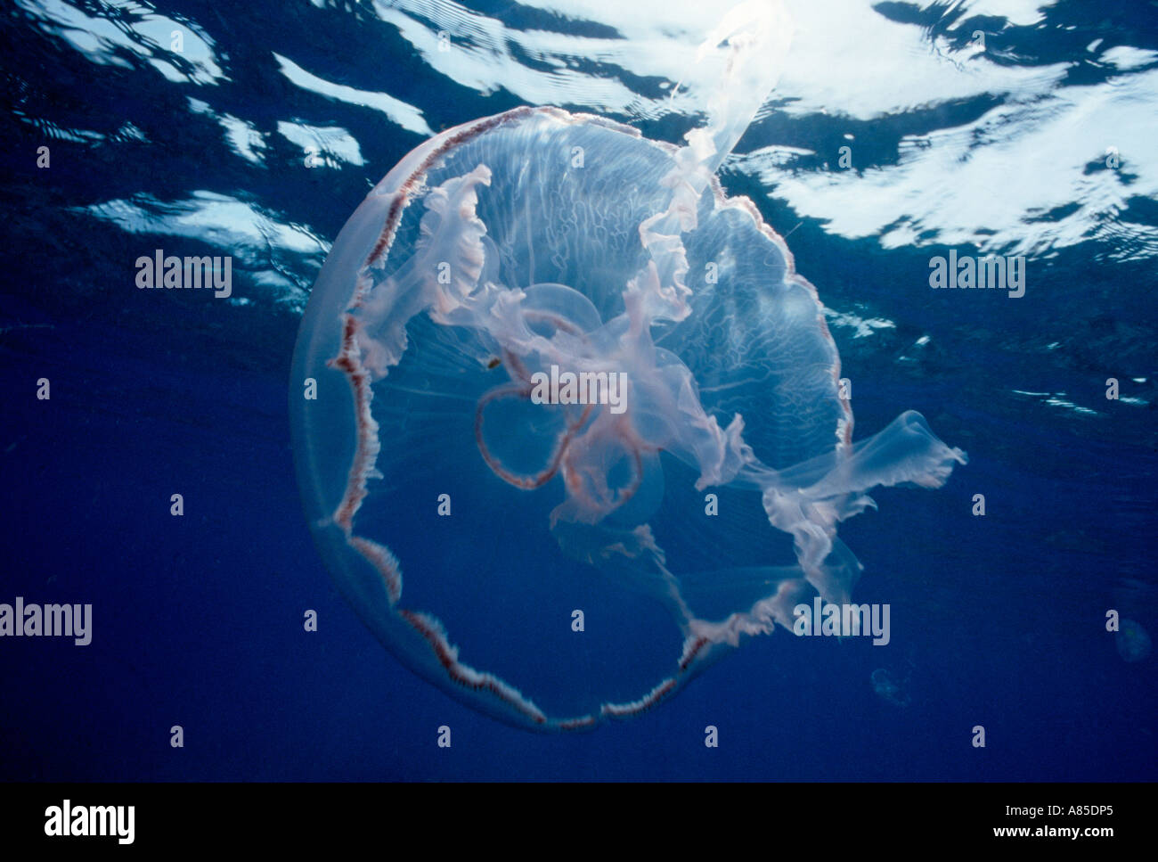 FL Key West Jellyfish at surface underwater Stock Photo - Alamy