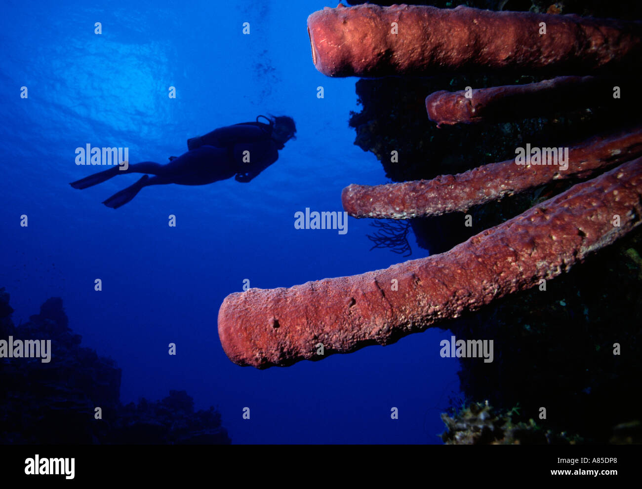 Underwater great wall hi-res stock photography and images - Alamy