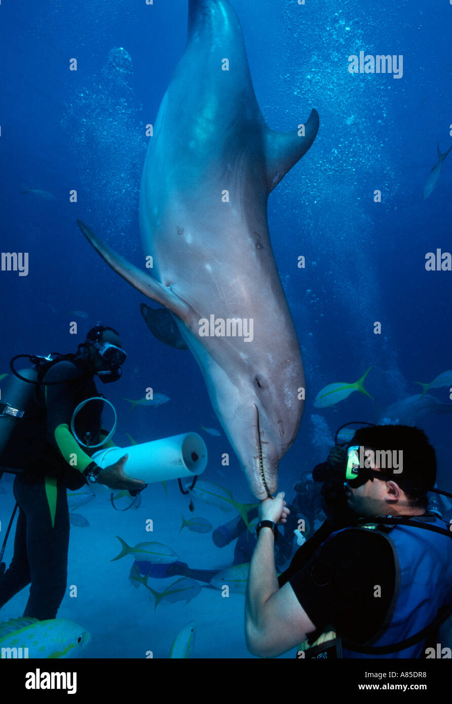 Underwater dolphin vertical hi-res stock photography and images - Alamy