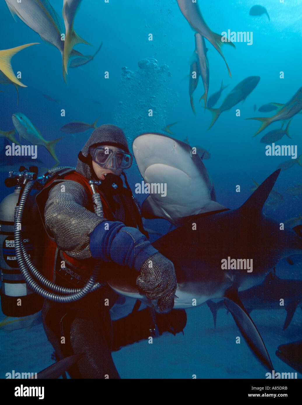 Professional shark feeder with hand in shark s mouth Freeport Grand ...