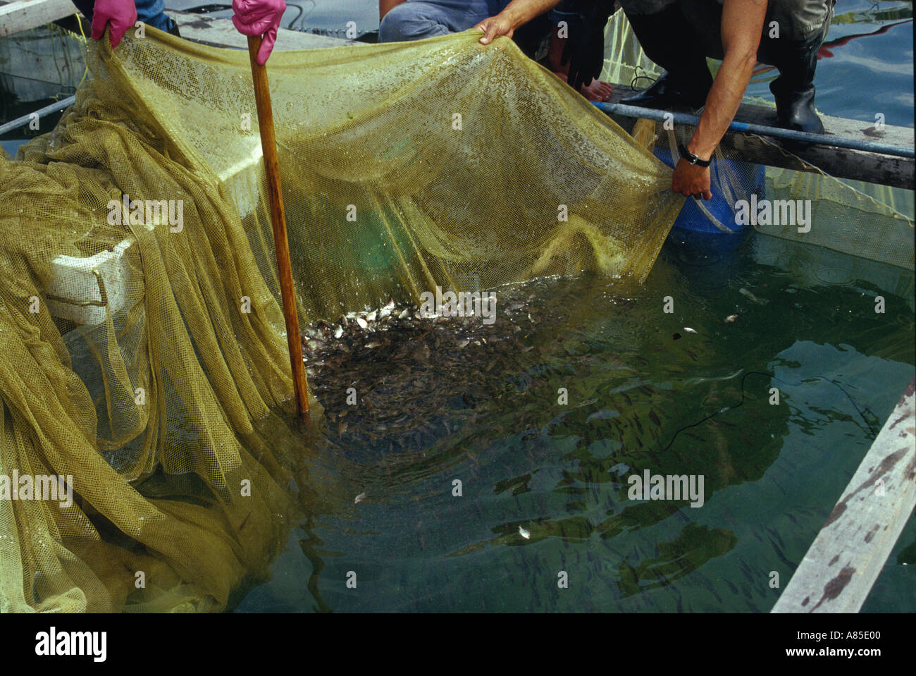 Fish farming baby fish were raised in fish farm Sai Kung Harbour Hong ...