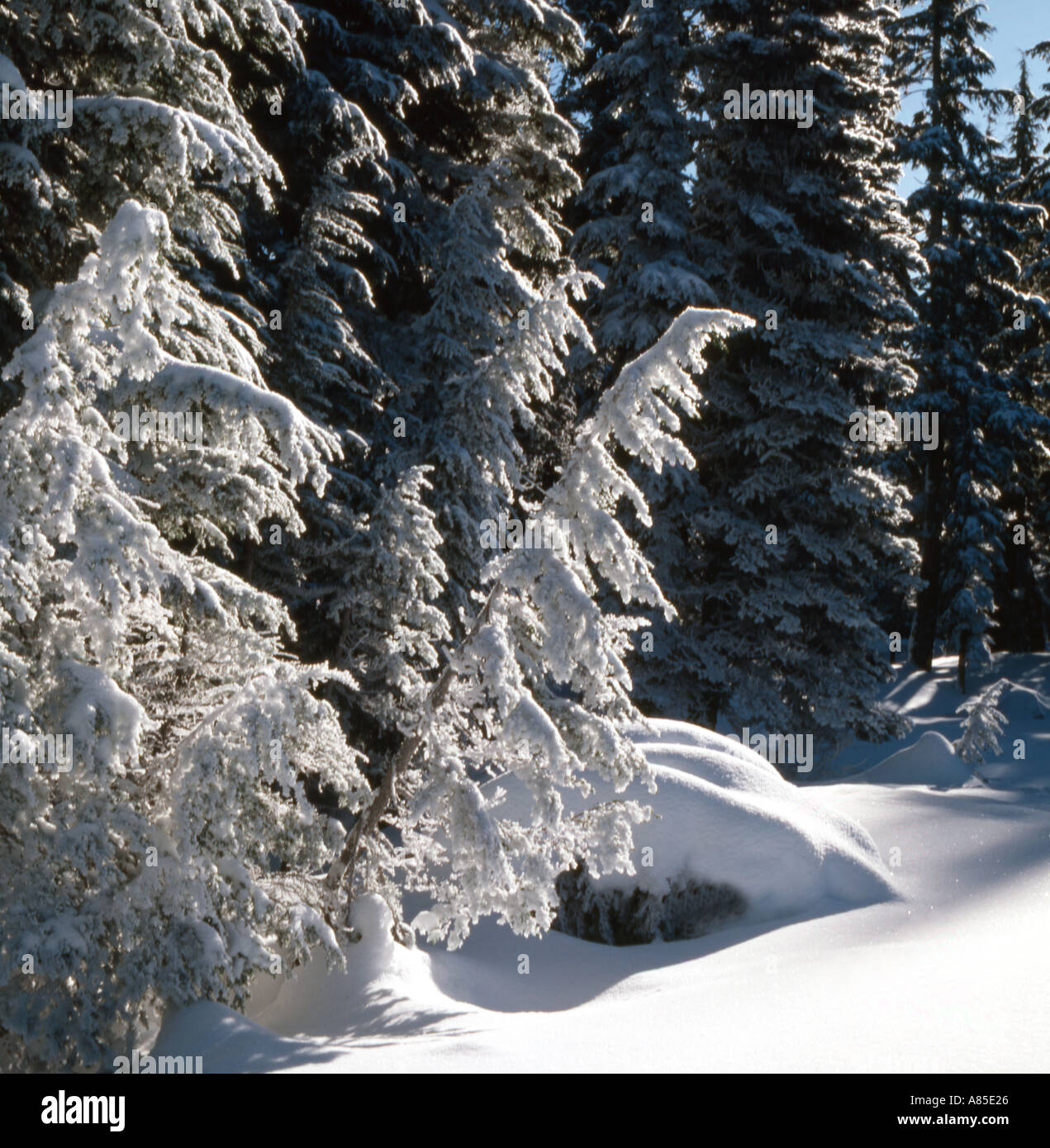 New snow bends the trees in the Cascade Mountains in Central Oregon ...