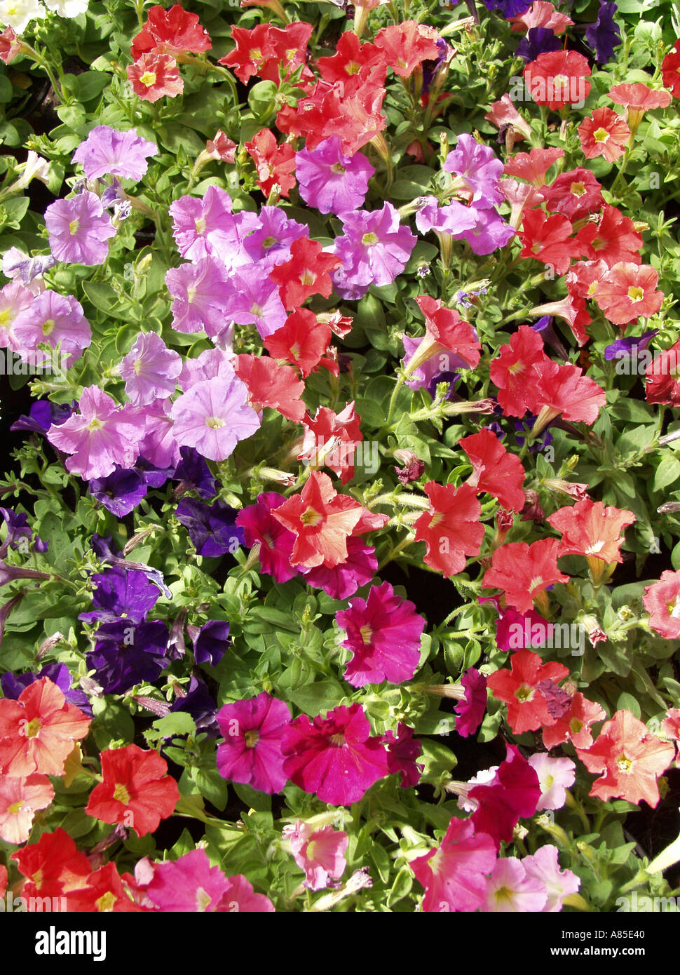 Petunia hybrida garden in hi-res stock photography and images - Alamy