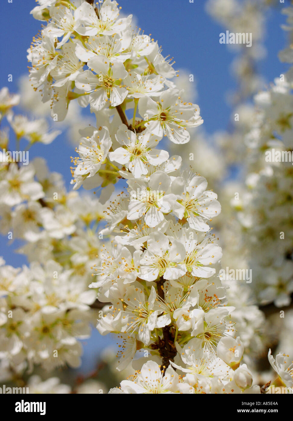 Cherry prunus sp trees flowering hi-res stock photography and images ...