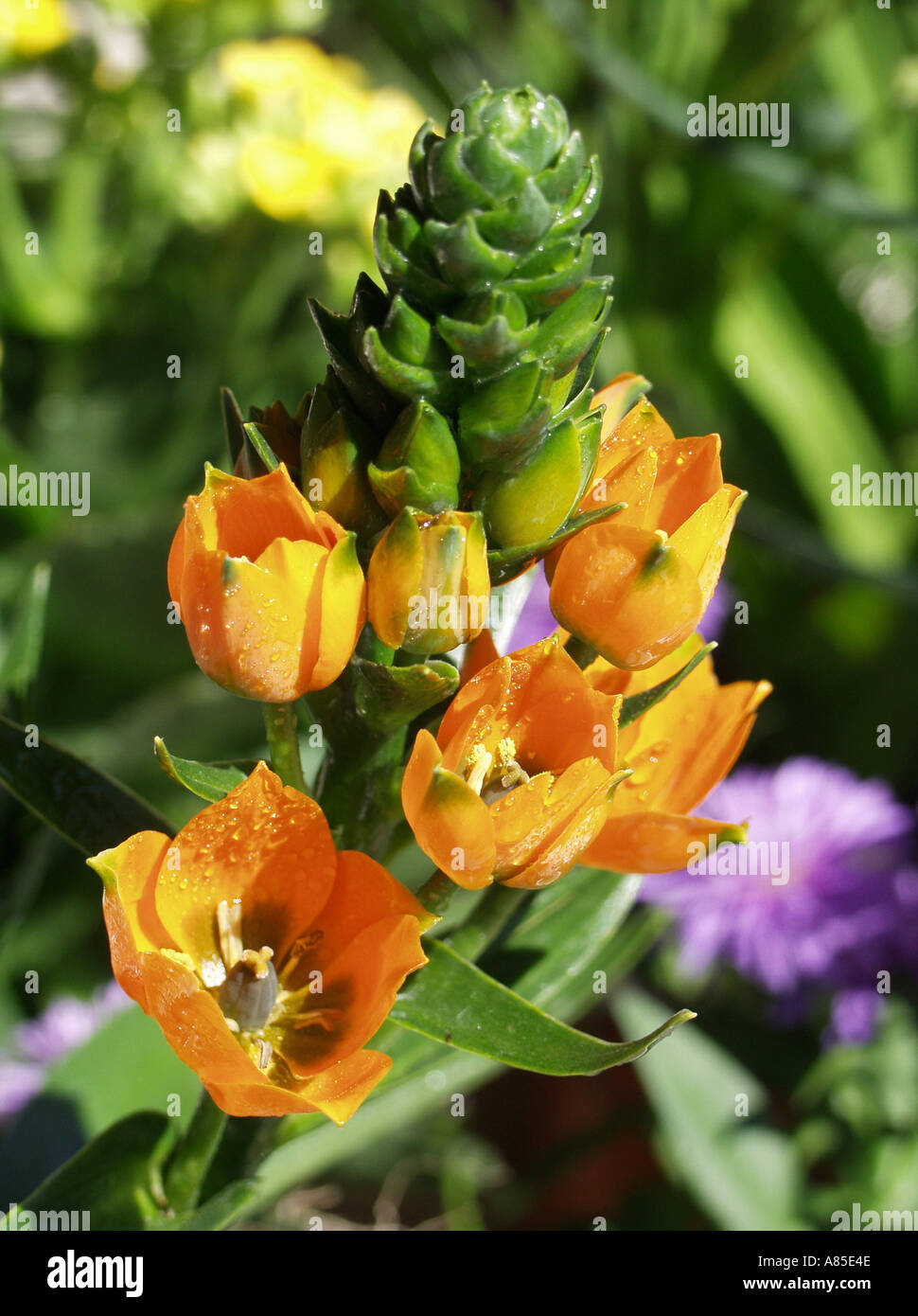 Ornithogalum sp hi-res stock photography and images - Alamy