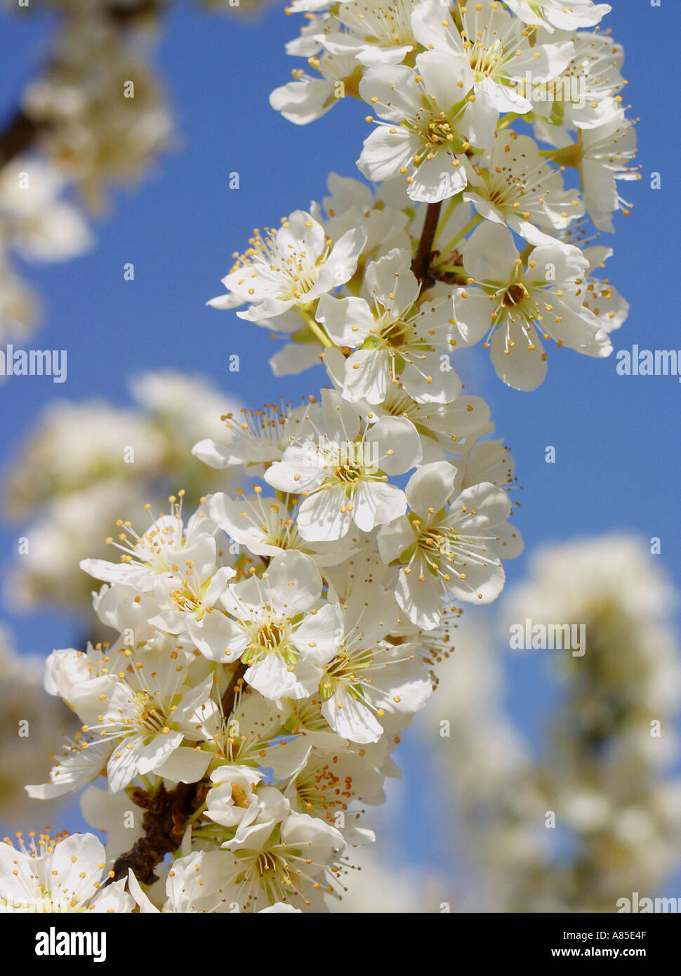 Cherry prunus sp trees flowering hi-res stock photography and images ...