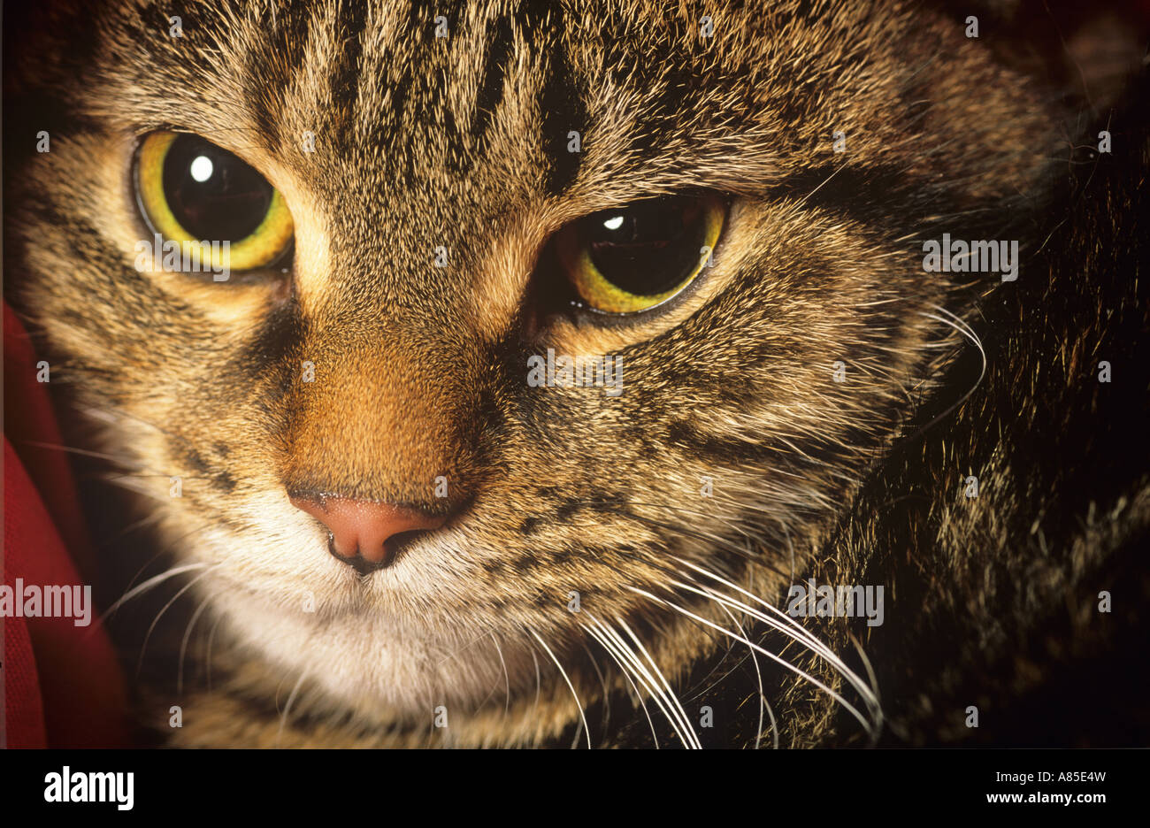 Adult Tabby Cat Portrait Stock Photo - Alamy