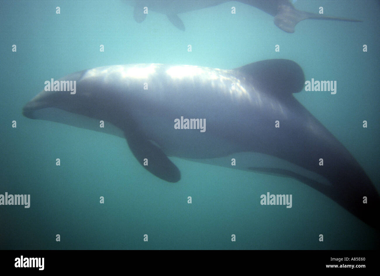 Hectors Dolphin Akaroa Harbour Banks Peninsula Canterbury South Island ...