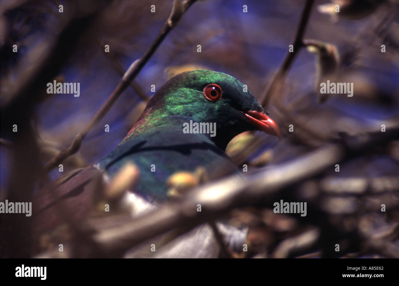 Native kereru new zealand pigeon hi-res stock photography and images ...