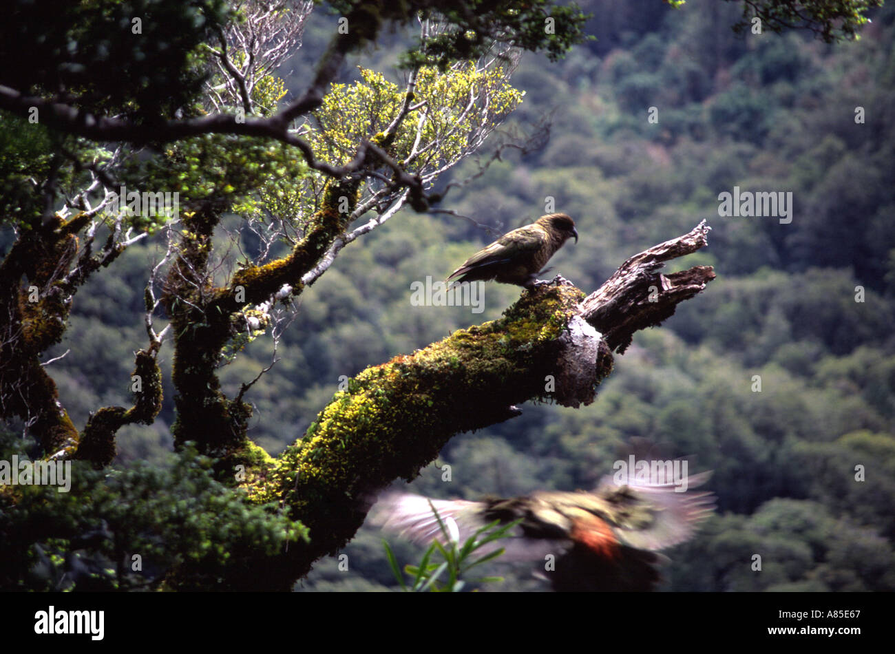 Parrots road hi-res stock photography and images - Alamy
