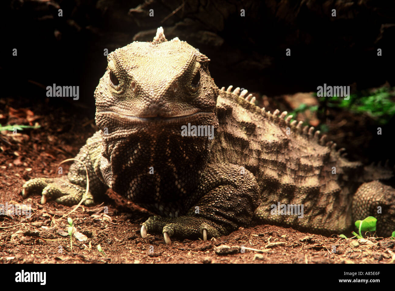 Tuataras lizards hi-res stock photography and images - Alamy