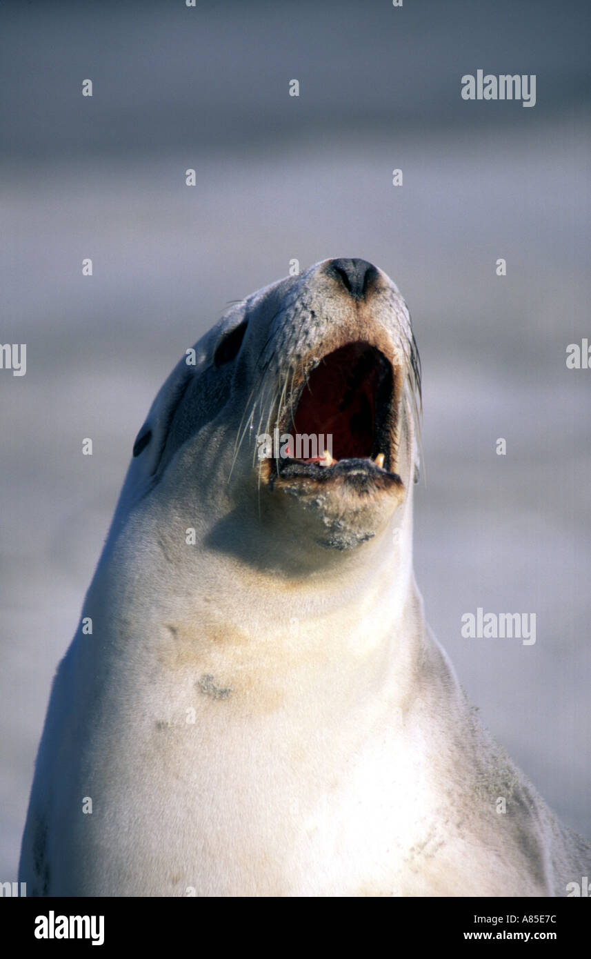 New Zealand Sea Lion female Smails Beach Dunedin South Island New ...