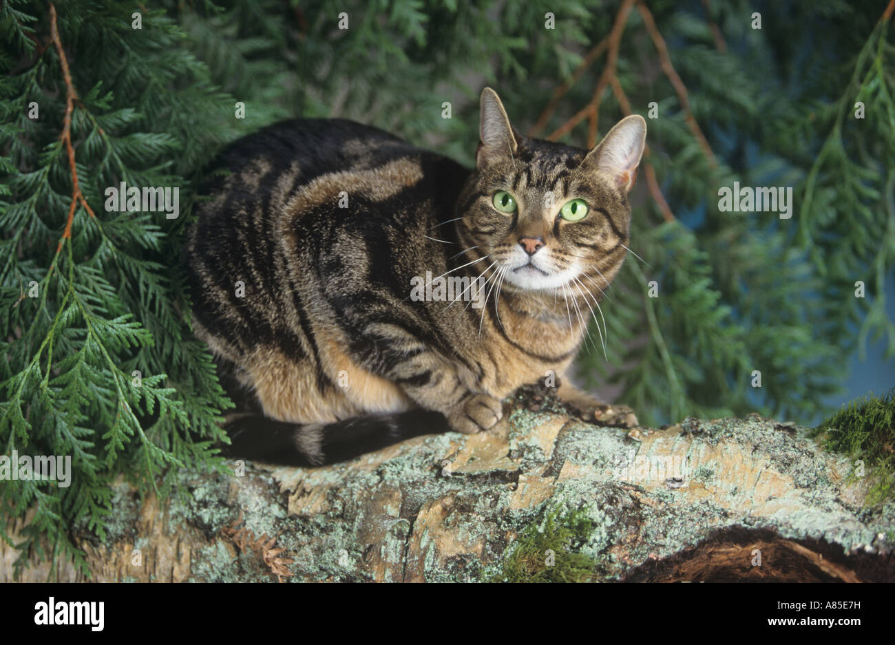 Adult Tabby Cat Portrait Stock Photo - Alamy