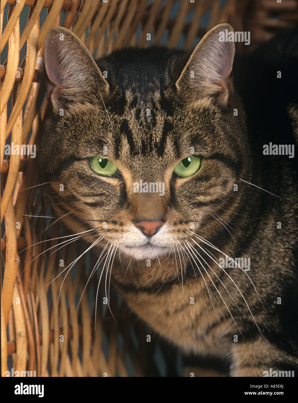 Adult Tabby Cat Portrait Stock Photo - Alamy